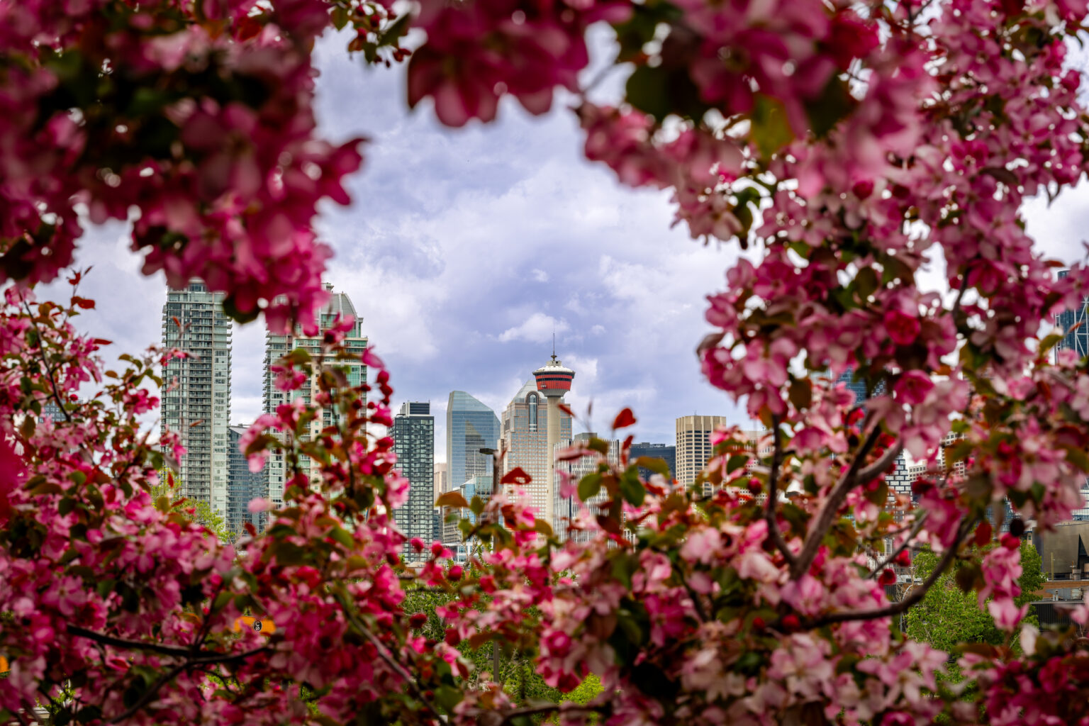 Spring & Summer Festivals in Calgary - The Westley Hotel